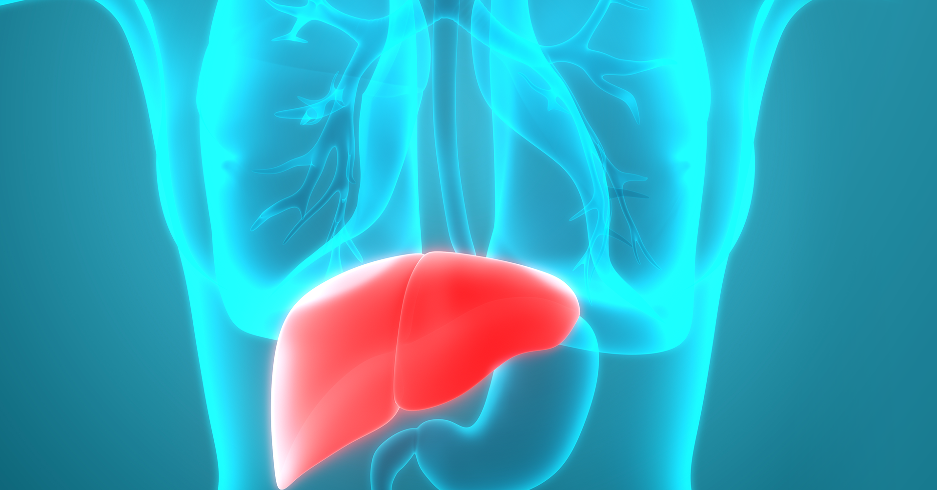 Die Aufgaben der Leber | Dr. Loges